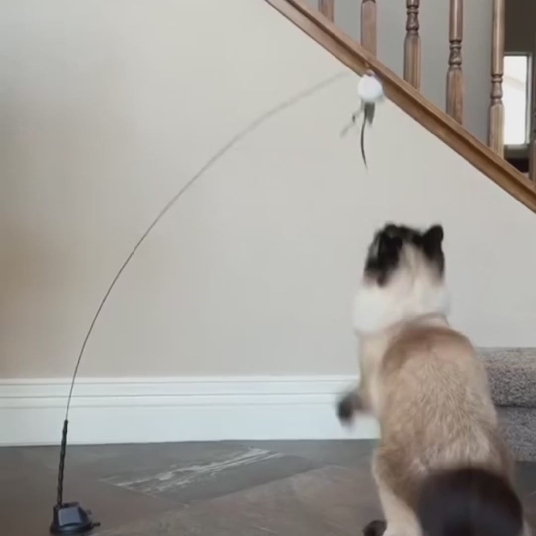 Jaktbågen - Aktiverar din katt på nolltid – Kattverket